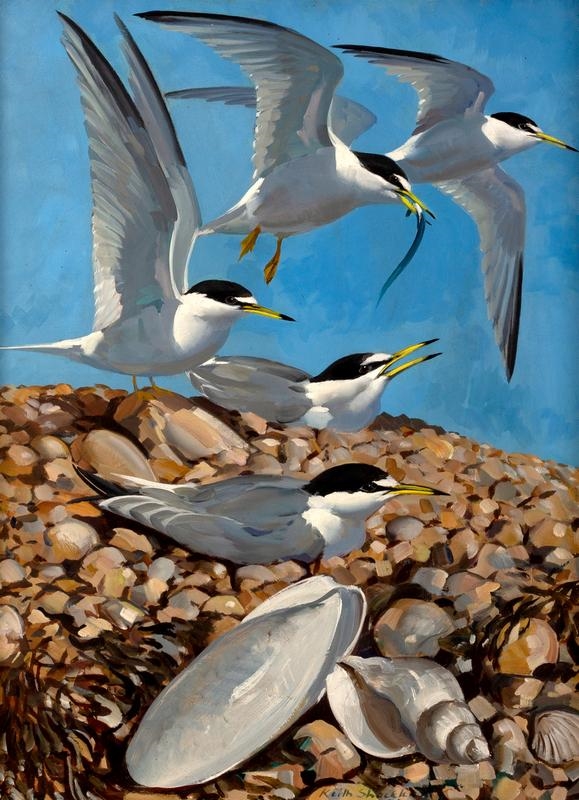Keith Shackleton | Keith Shackleton (1923-2015)/Terns on a Rocky Beach ...