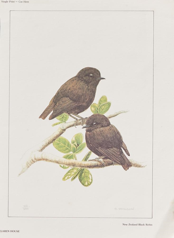 Russell Jackson | New Zealand Black Robin | MutualArt