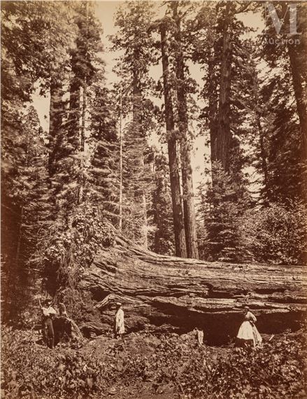 Charles Leander Weed | The Fallen Tree Hercules, 325 Feet Long ...