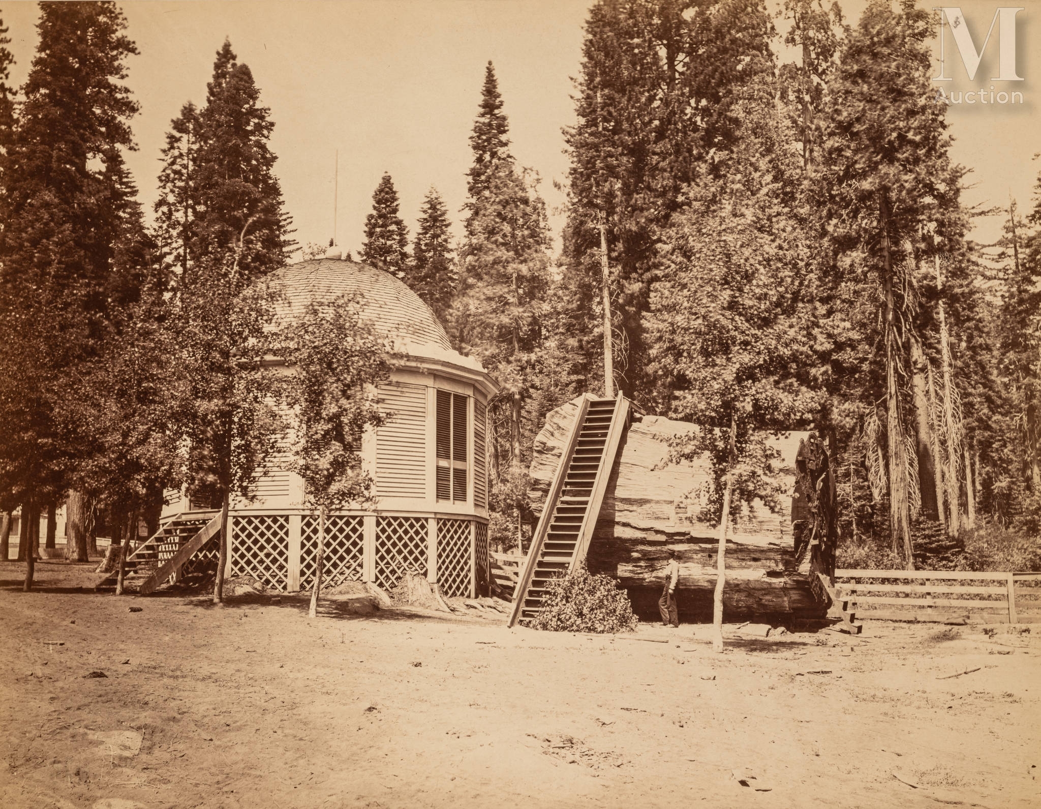 Charles Leander Weed | The Original Big Tree, 32 feet diameter ...