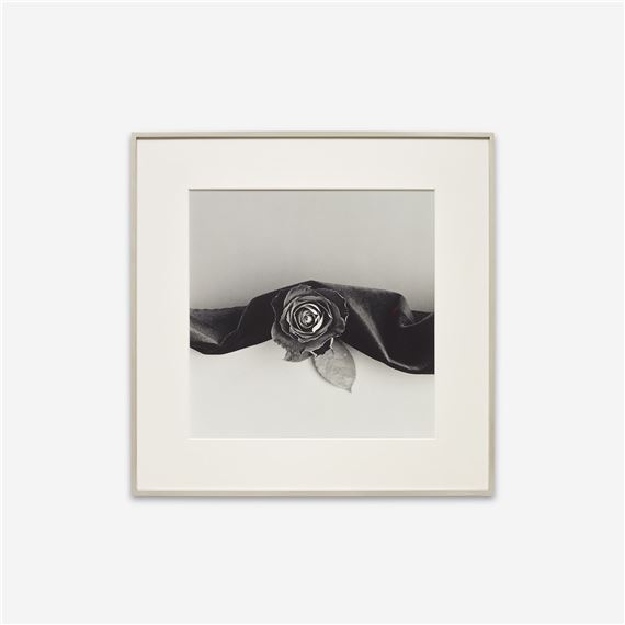 Robert Mapplethorpe | Rose | MutualArt