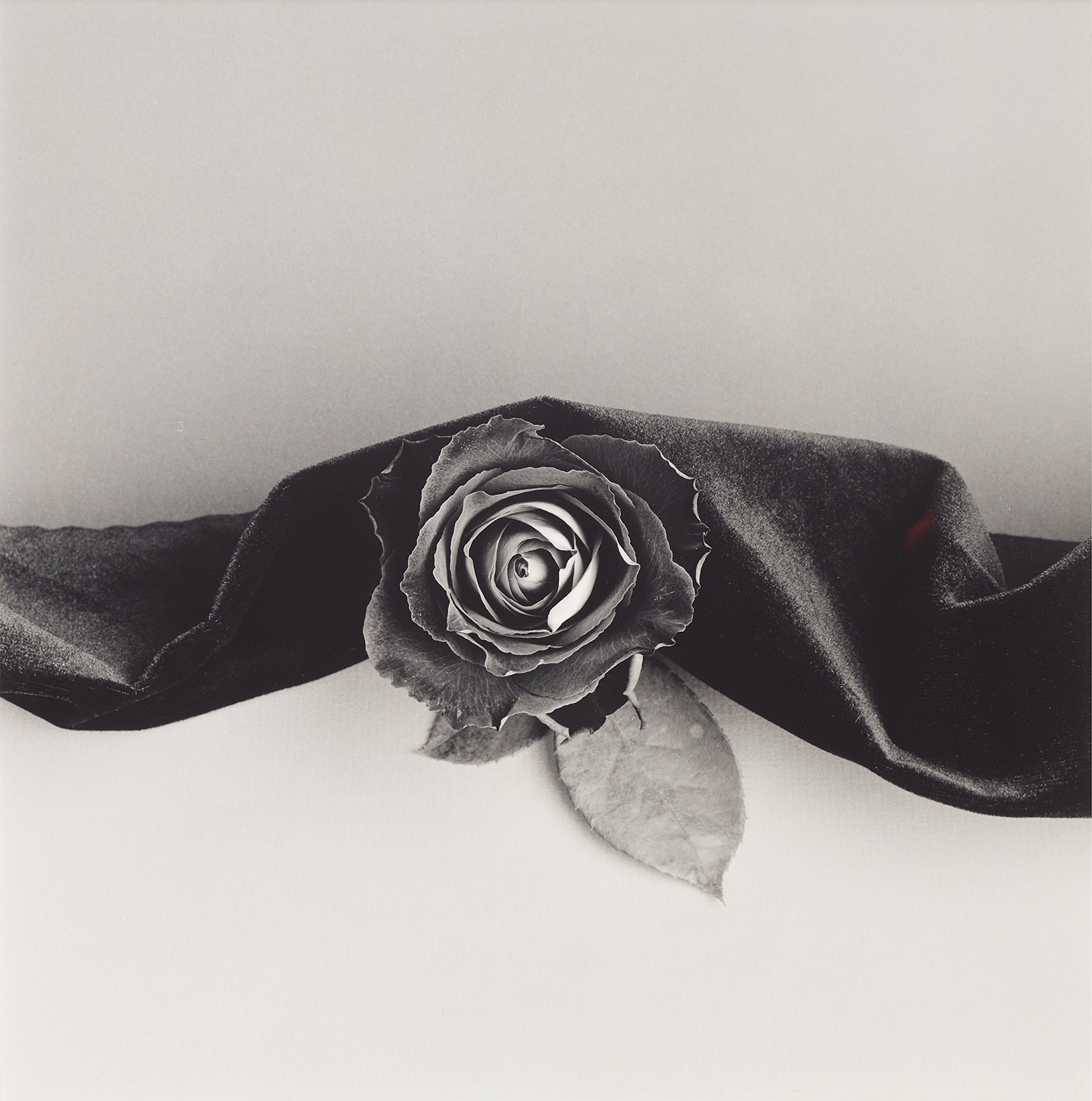 Robert Mapplethorpe | Rose | MutualArt