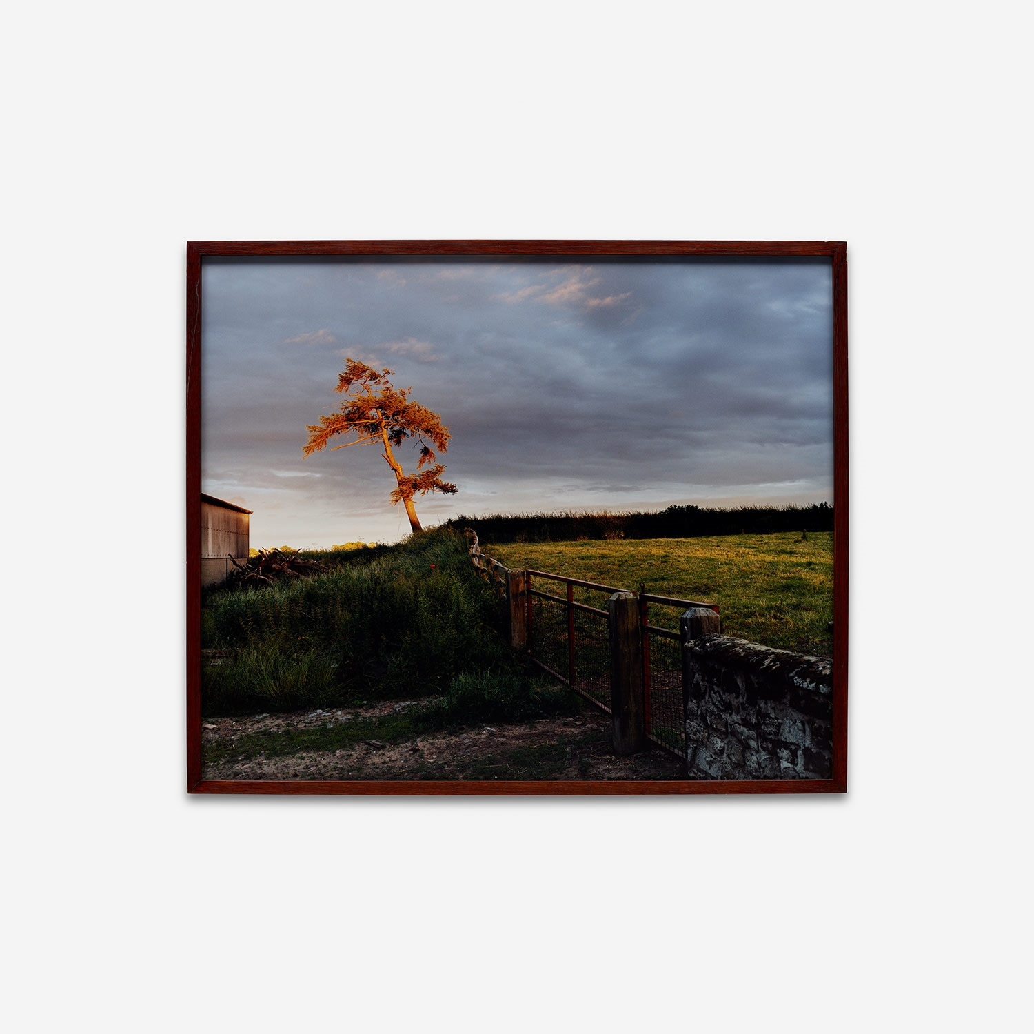 Sam Taylor-Wood | Self Portrait as a Tree (2000) | MutualArt