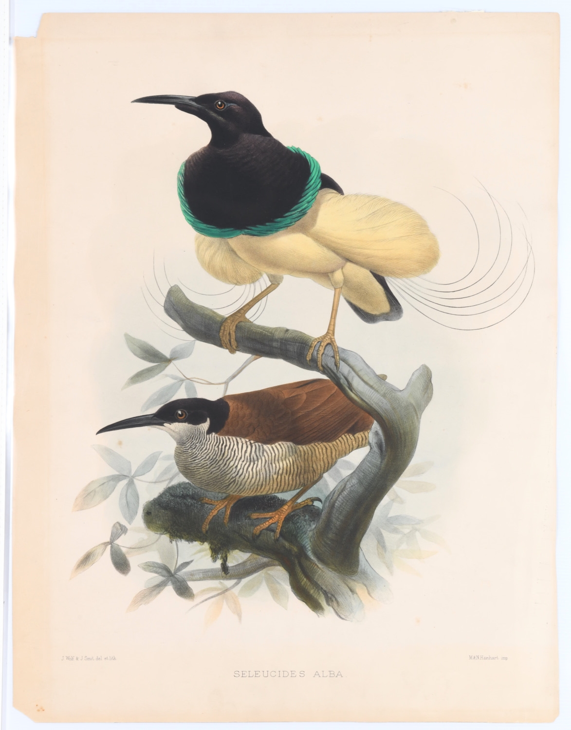 Daniel Giraud Elliot | birds of paradise lithograph | Compare similar ...