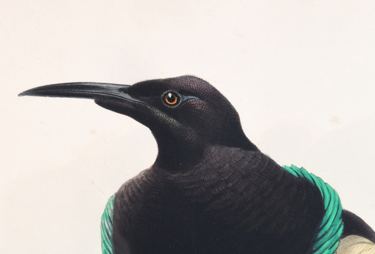 Daniel Giraud Elliot | birds of paradise lithograph | MutualArt