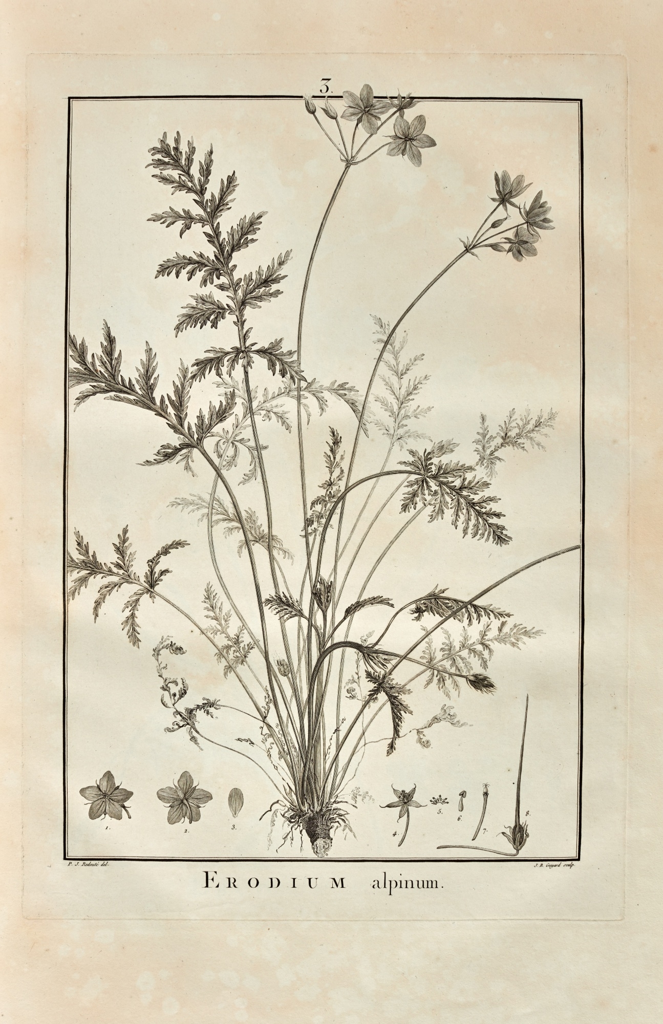 Charles Louis L'Héritier de Brutelle | Geraniologia [with Cornus and ...