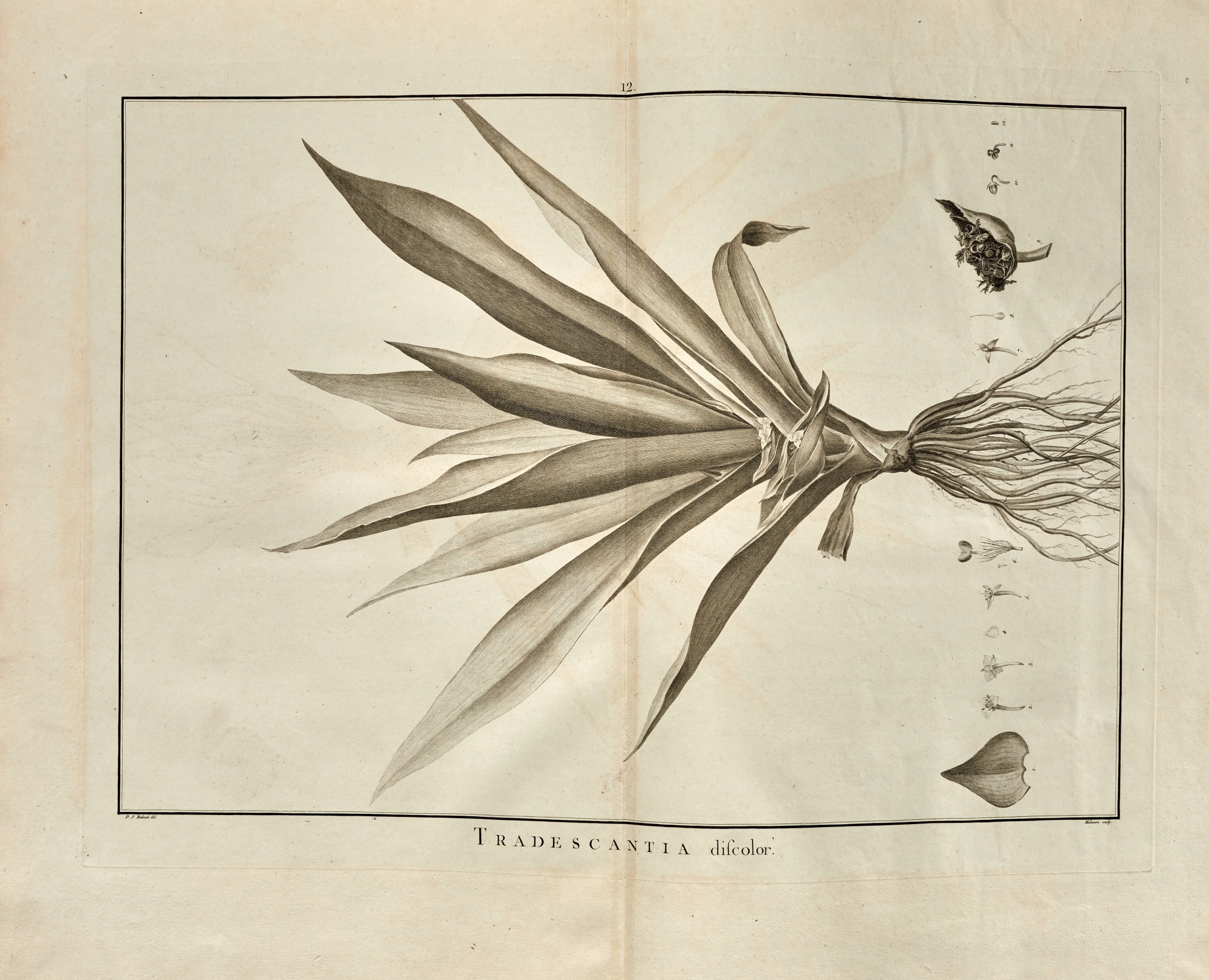 Charles Louis L'Héritier de Brutelle | Geraniologia [with Cornus and ...