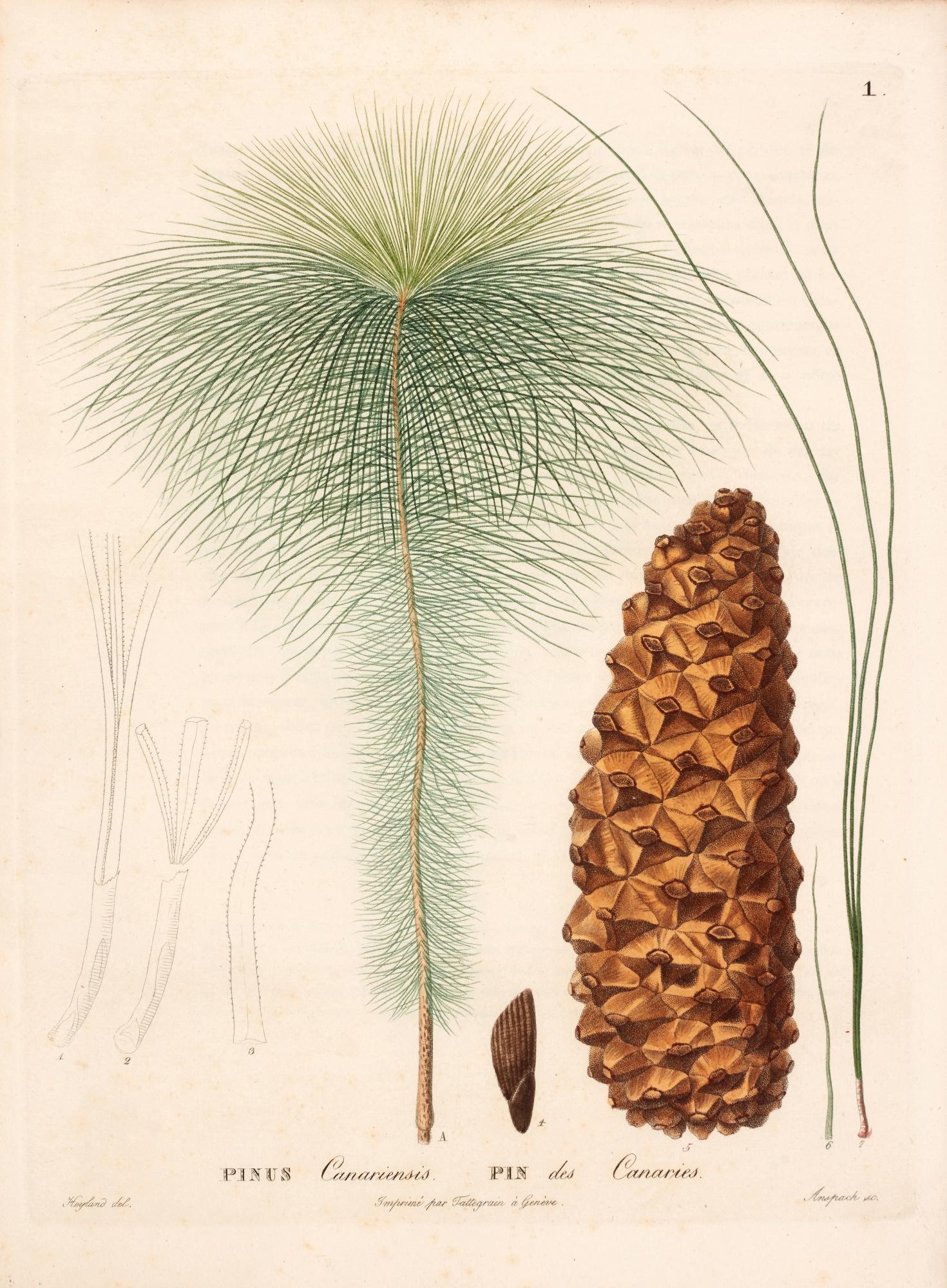 Augustin Pyramus De Candolle | Plantes Rares du Jardin de Genève ...