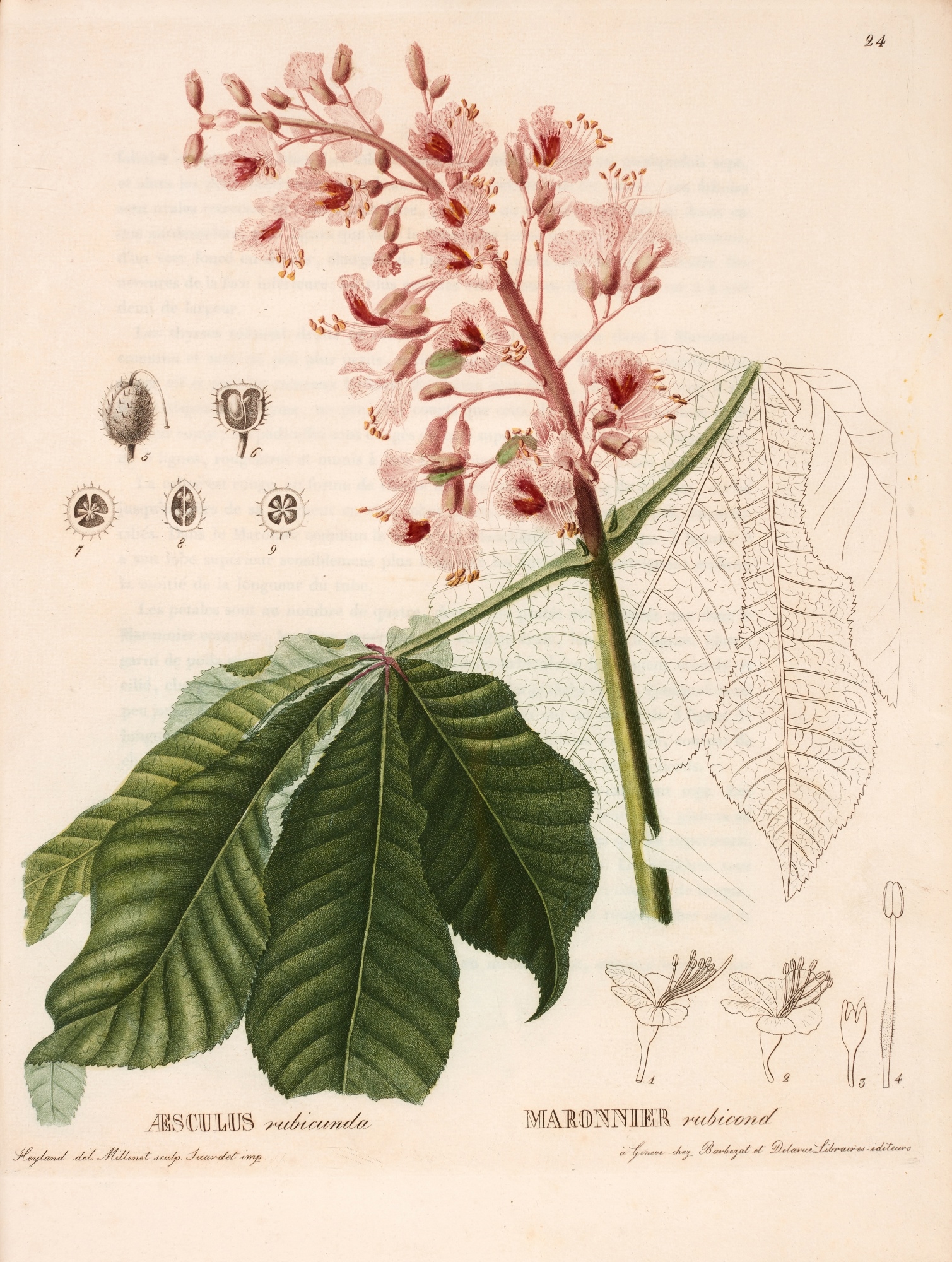 Augustin Pyramus De Candolle | Plantes Rares du Jardin de Genève ...