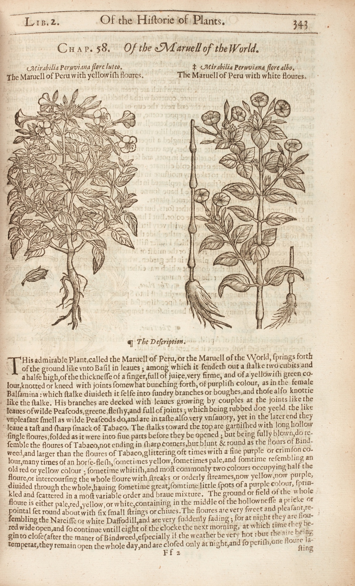 John Gerard | The herball or generall historie of plantes (1636 ...