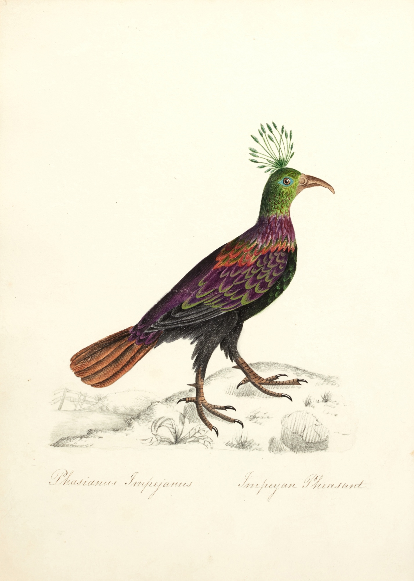 John Latham | A collection of watercolour drawings of birds after ...