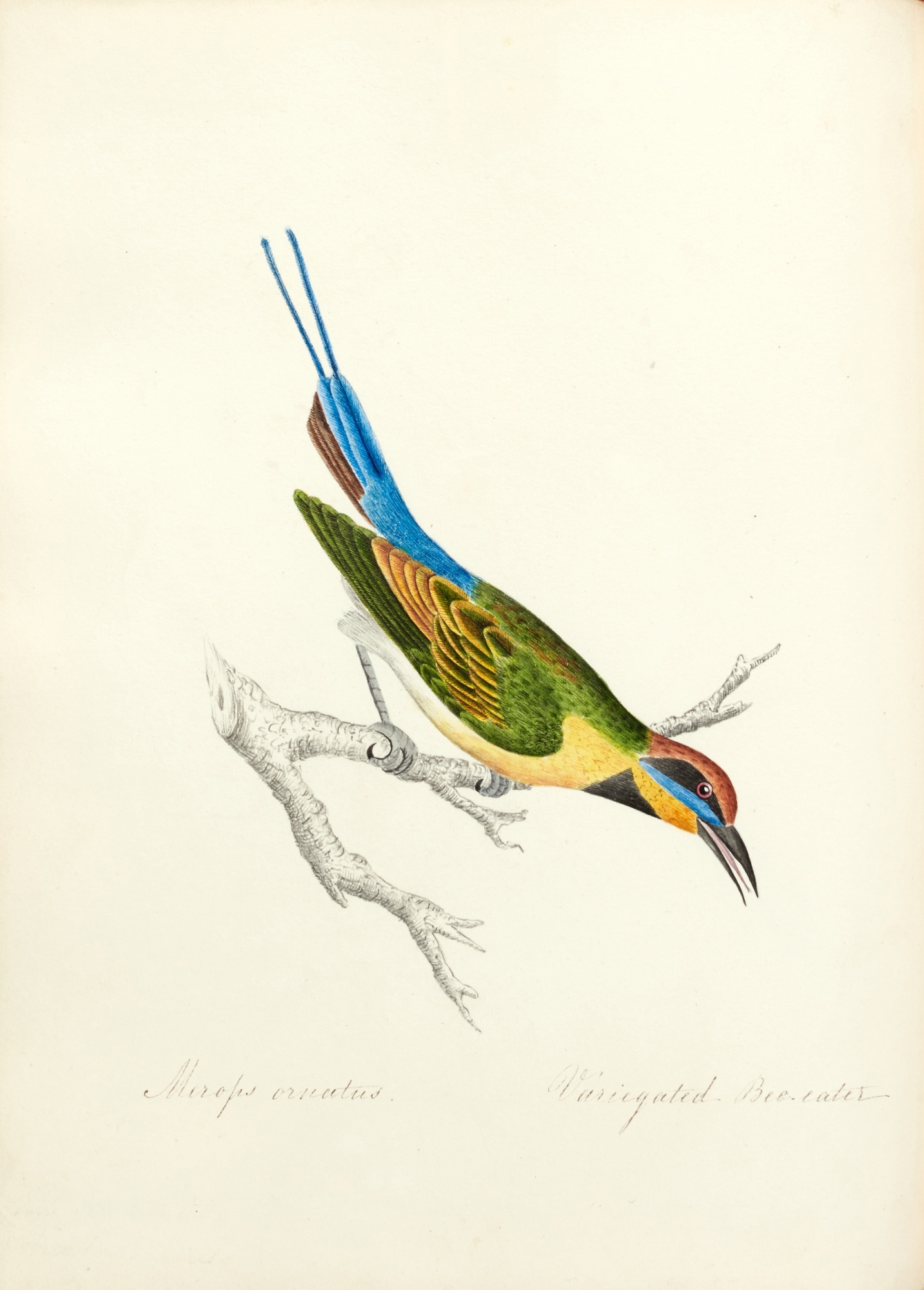John Latham | A collection of watercolour drawings of birds after ...