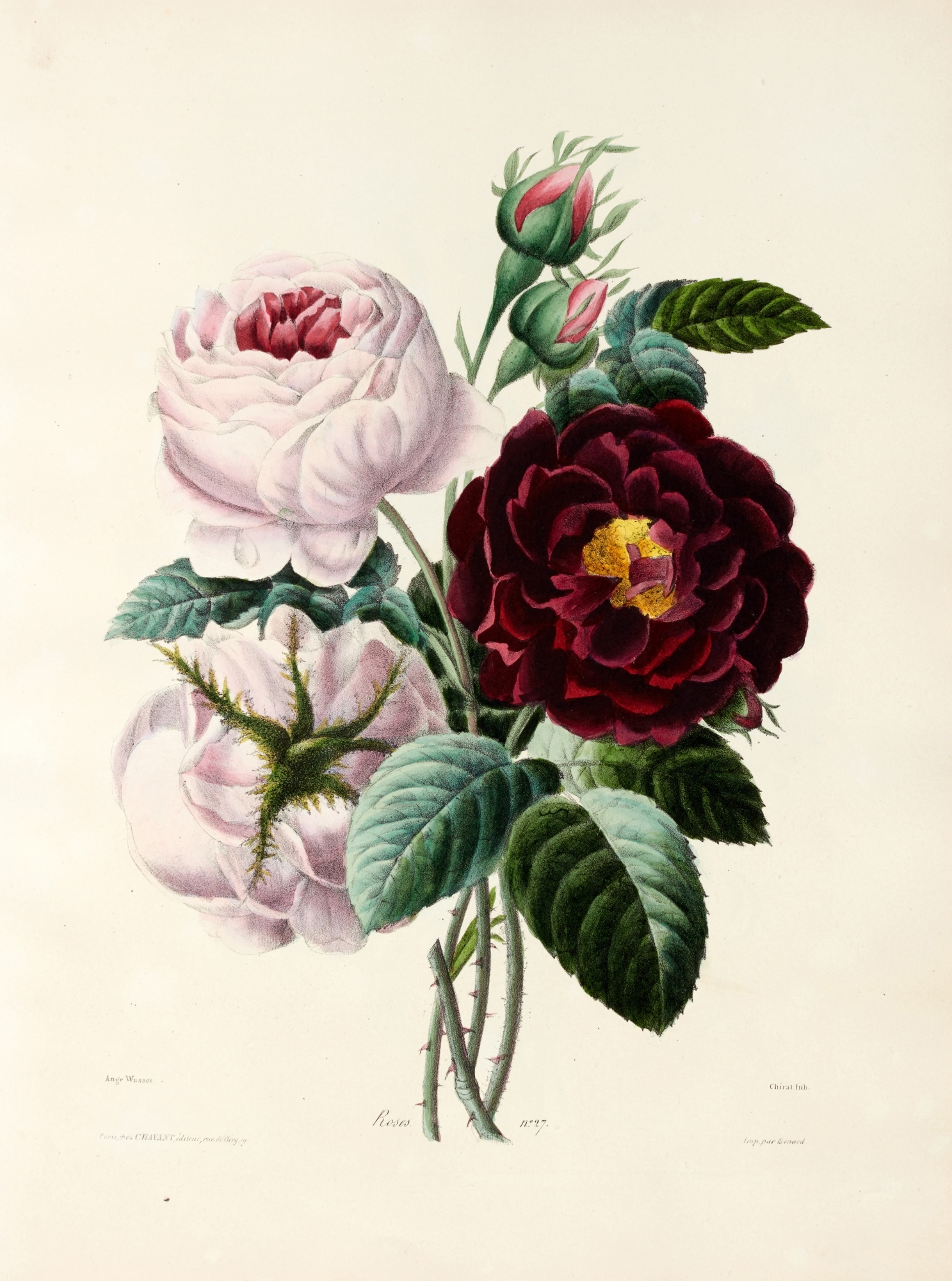 Pierre-Joseph Redoute | Le Cours de Fleurs du Jardin des Plantes, Paris ...
