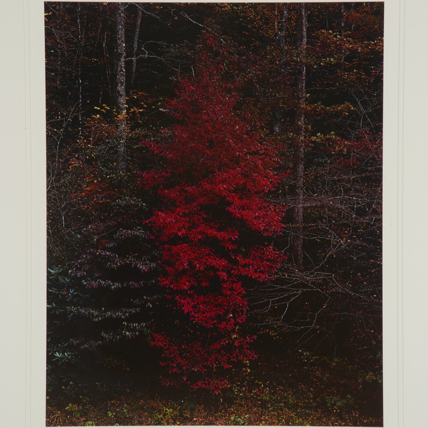 Eliot Porter | Eliot (1988) | MutualArt