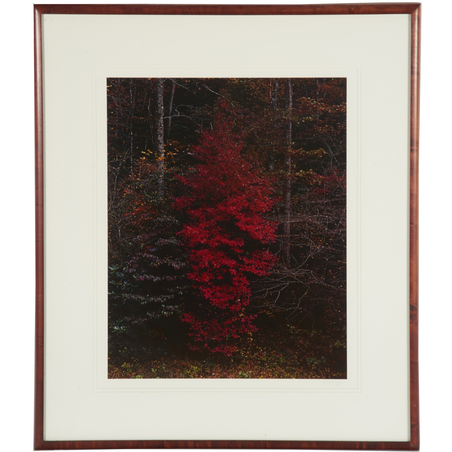 Eliot Porter | Eliot (1988) | MutualArt