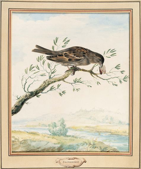 Johannes Bronkhorst | House sparrow picking at a butterfly | MutualArt
