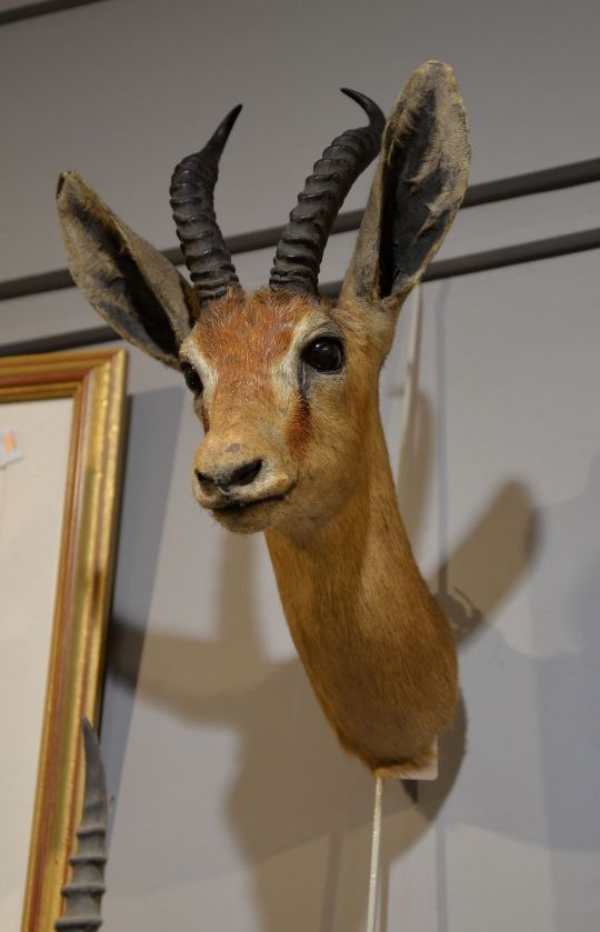 Gazelle Head