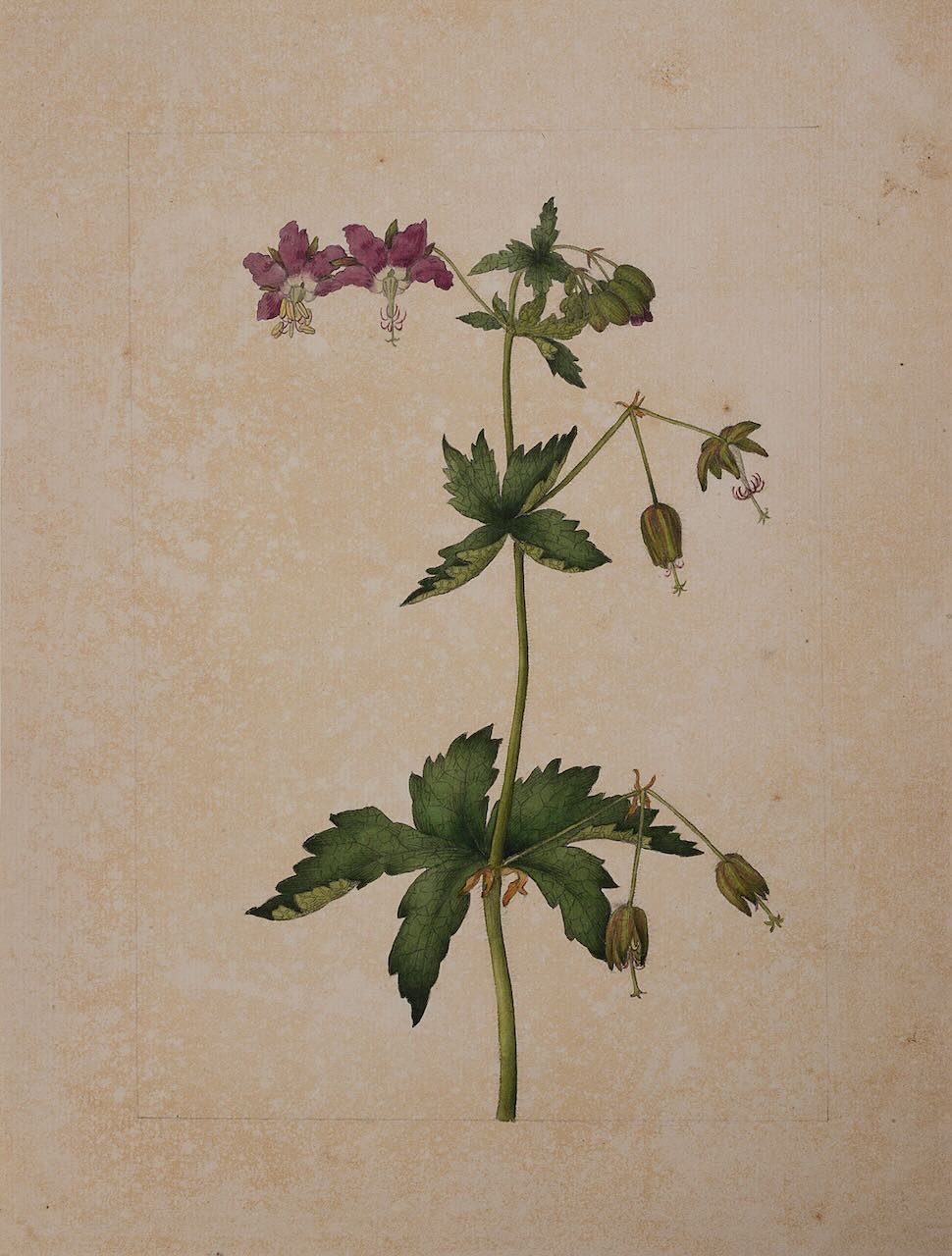 British School, 18th Century | Geranium Odoratissimum | MutualArt