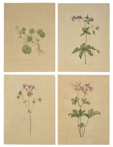 British School, 18th Century | Geranium Odoratissimum | MutualArt