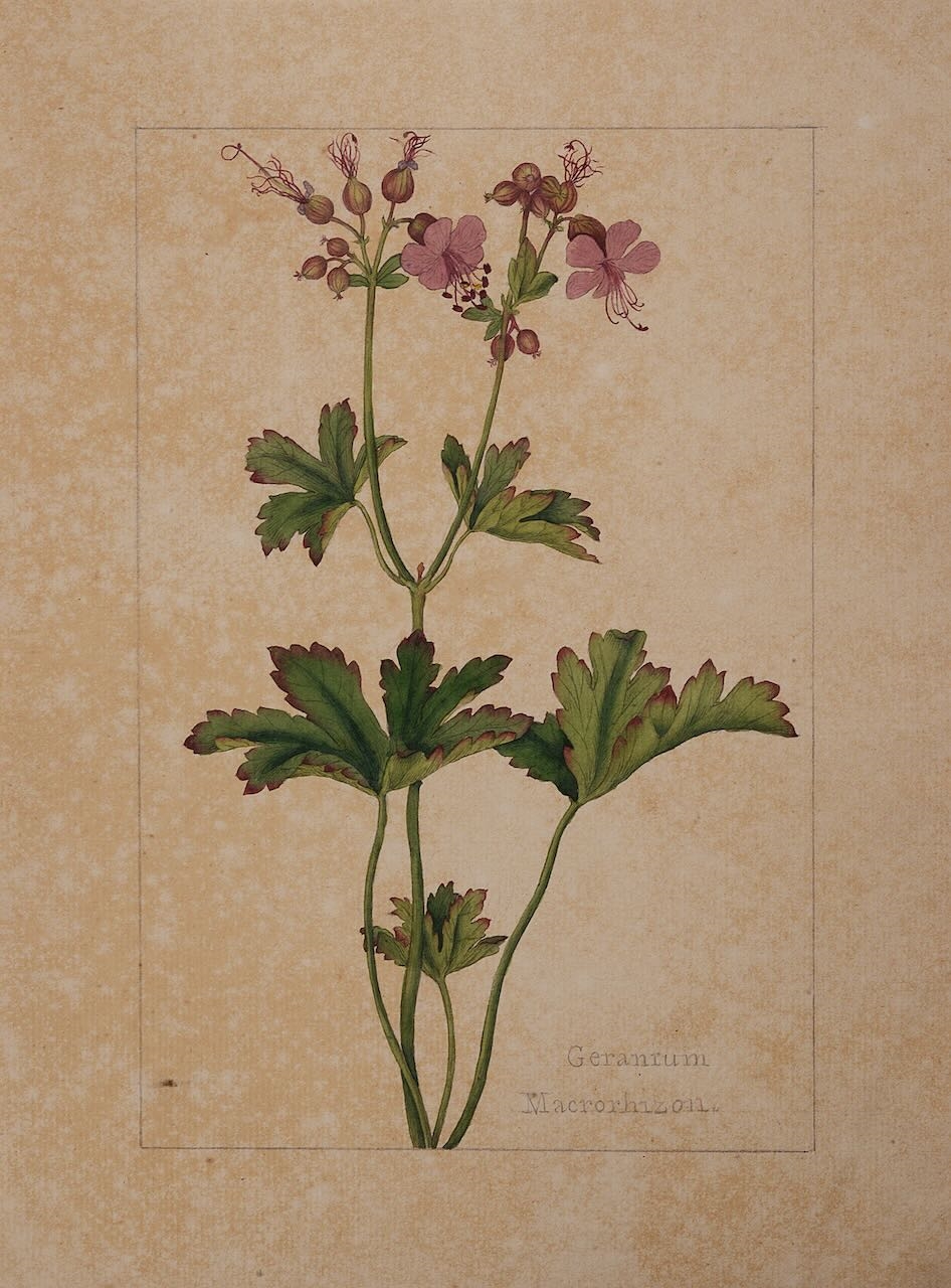 British School, 18th Century | Geranium Odoratissimum | MutualArt