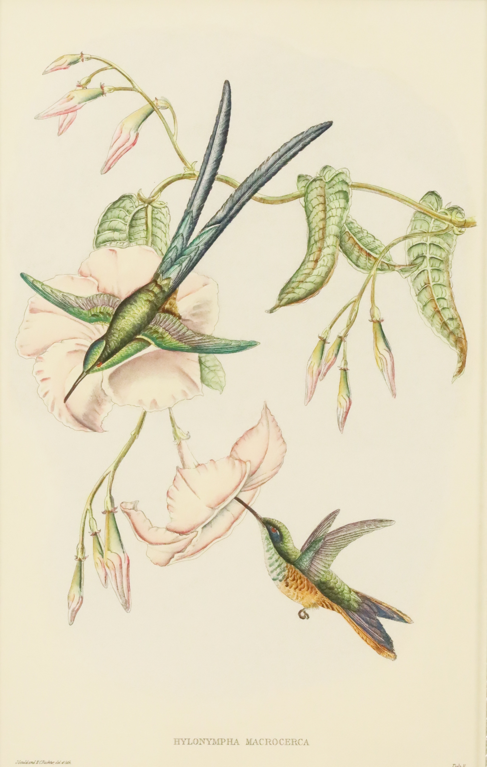 John Gould | SCISSOR TAILED HUMMINGBIRD | MutualArt