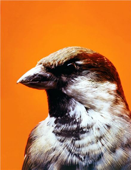 Michael Parekowhai | MICHAEL PAREKOWHAI - Portrait of Elmer Keith #1 ...