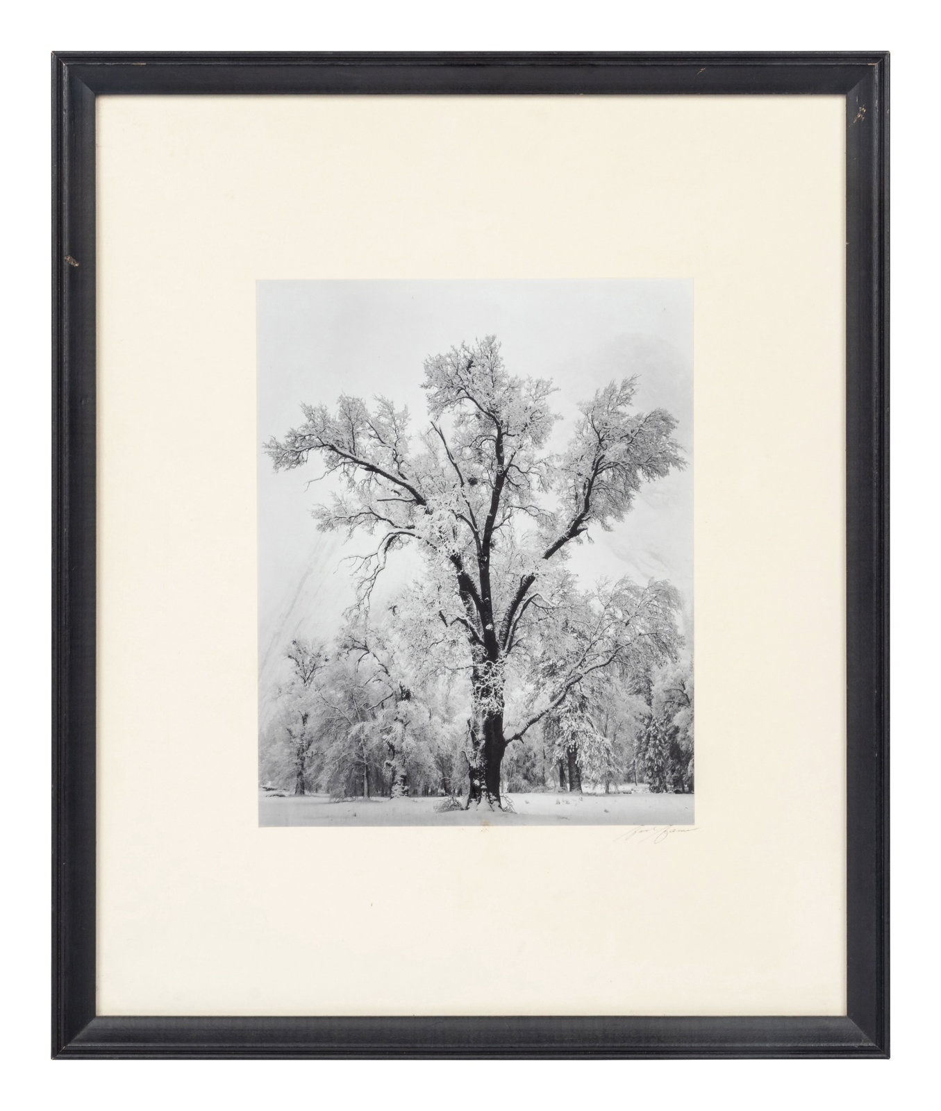 Ansel Adams | Ansel Adams(1902-1984) Oak Tree (1948) | MutualArt