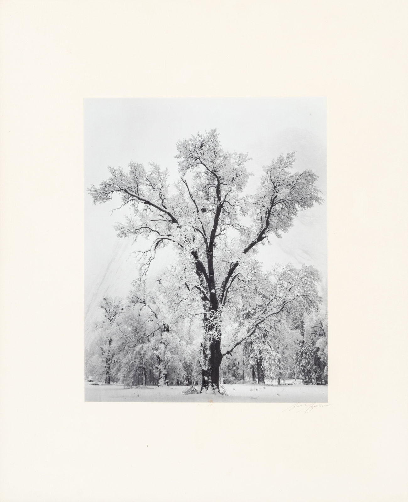 Ansel Adams | Ansel Adams(1902-1984) Oak Tree (1948) | MutualArt