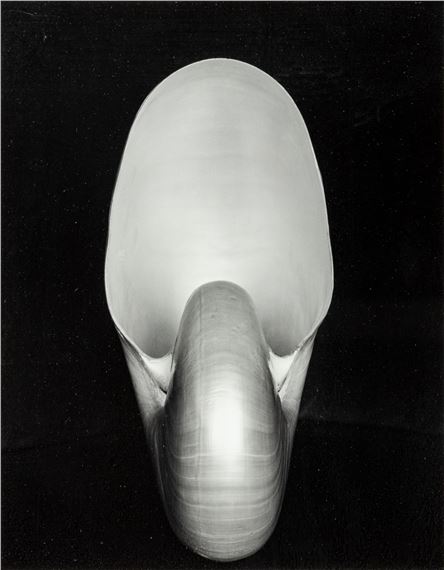 Edward Weston | Edward Weston (1886-1958) Shell (1927) | MutualArt
