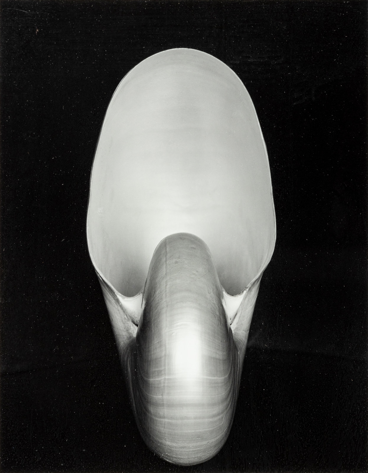 Edward Weston | Edward Weston (1886-1958) Shell (1927) | MutualArt