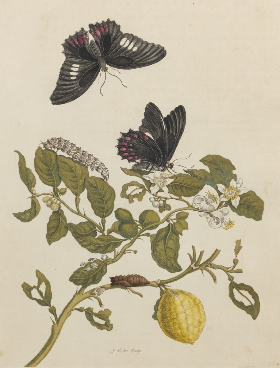 Maria Sibylla Merian | Plate 17 Limons (Circa 1730) | MutualArt