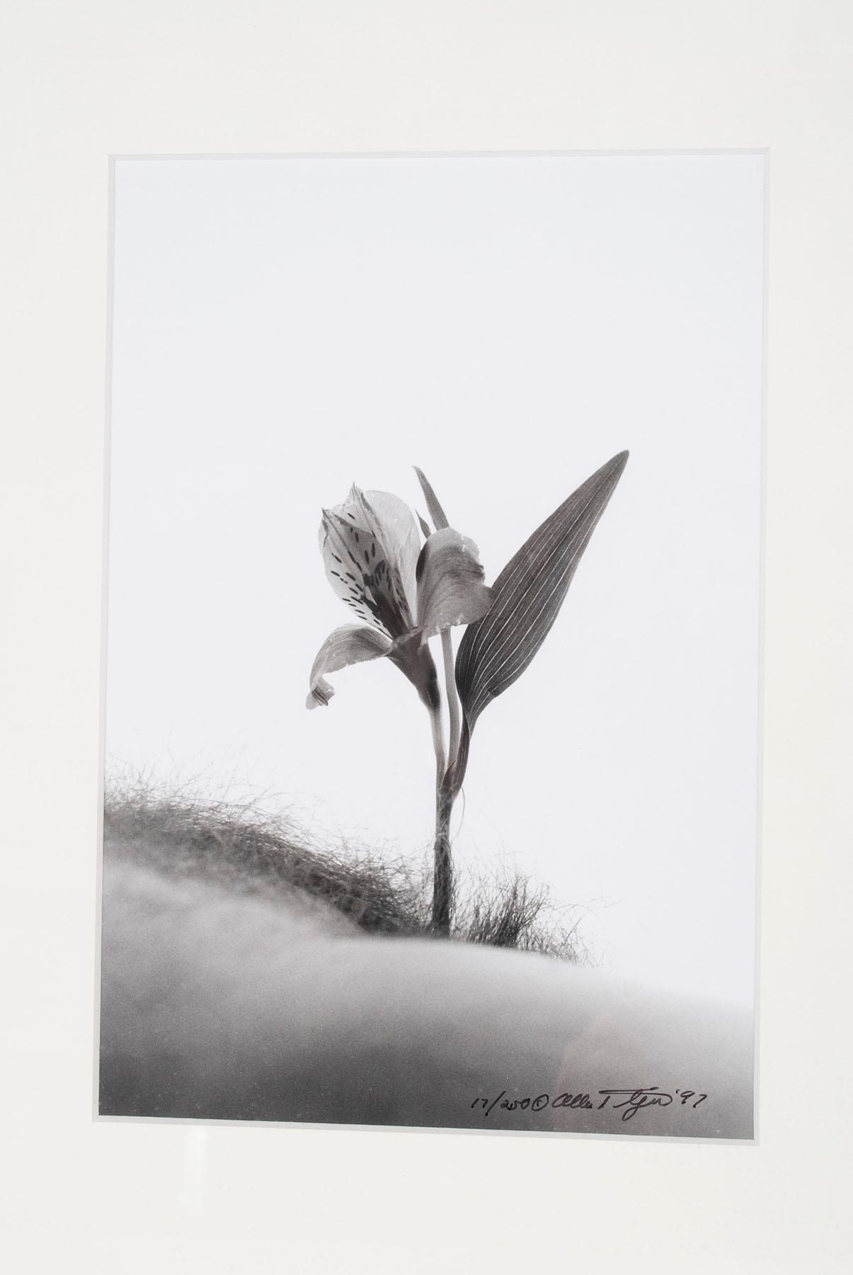 Allan I. Teger | Bodyscapes | MutualArt