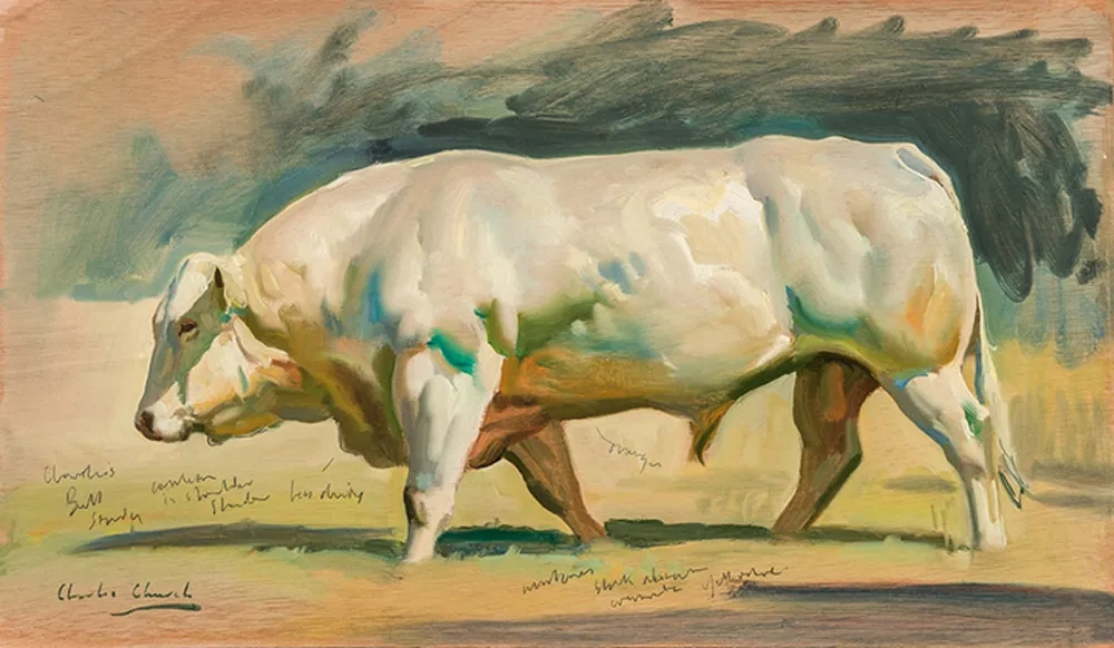 Charles Church | STUDY OF A CHAROLAIS BULL | MutualArt