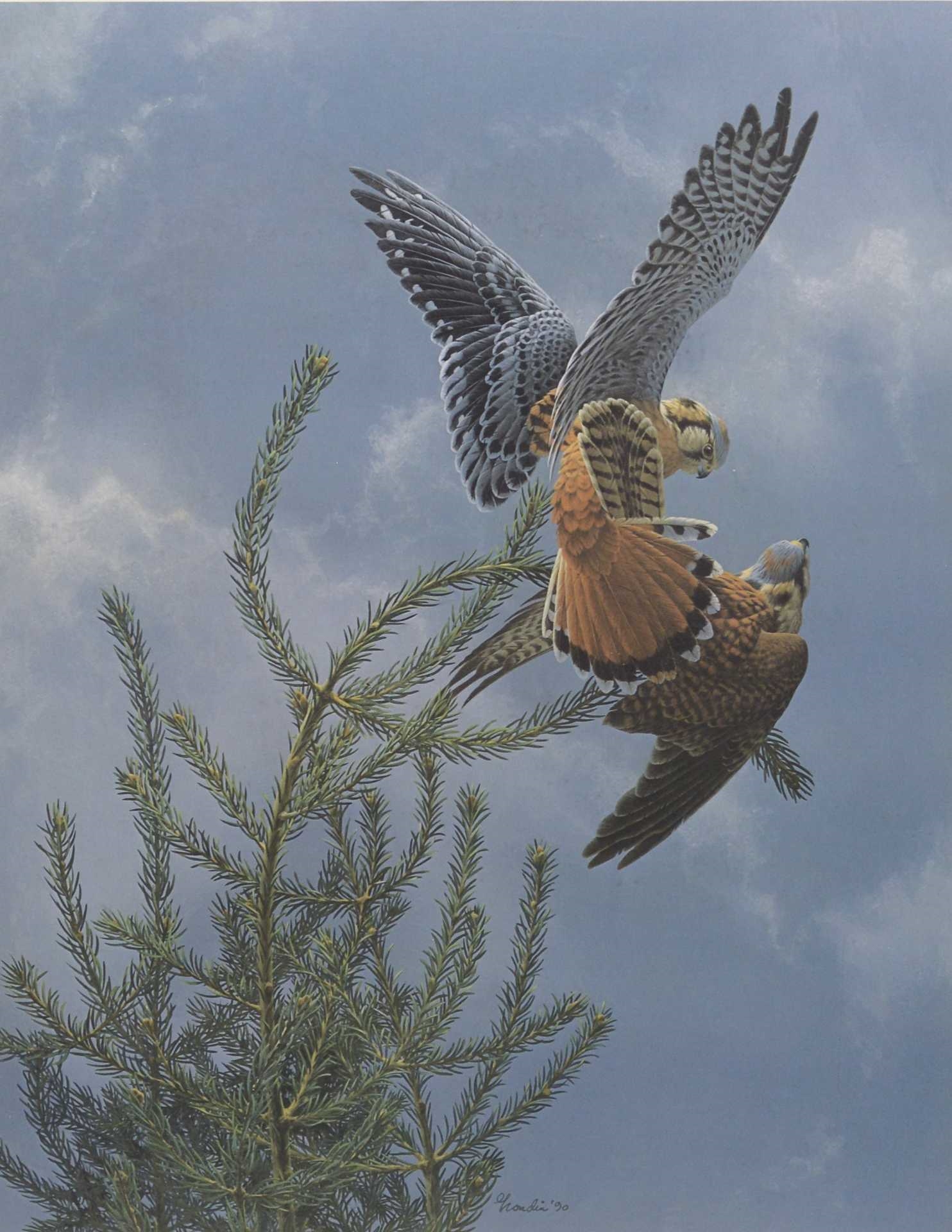 Jean-Luc Grondin | Accouplement de crécerelles d'Amérique Lithographie ...