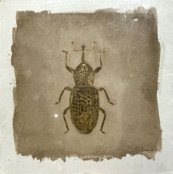 Jacques Charrier | Insects (1936) | MutualArt