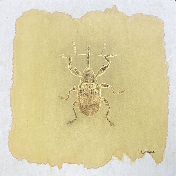 Jacques Charrier | Insects (1936) | MutualArt