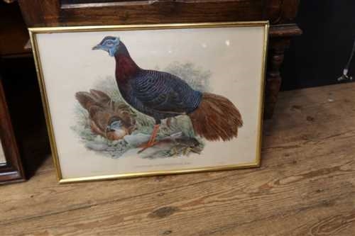 John Gould | A pair of antique coloured bird prints by John Gould & W ...
