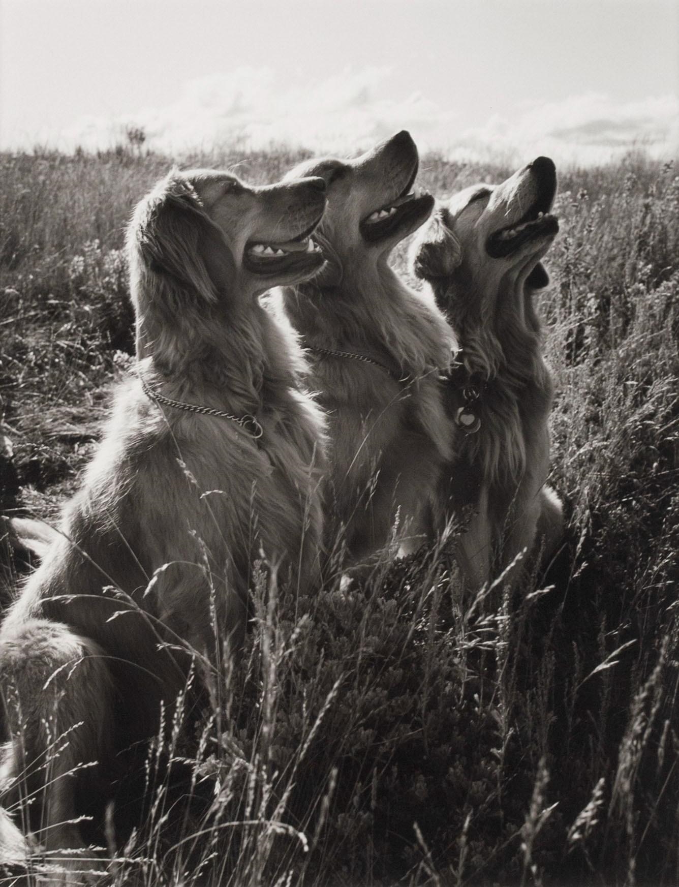 Bruce Weber | Destiny | MutualArt