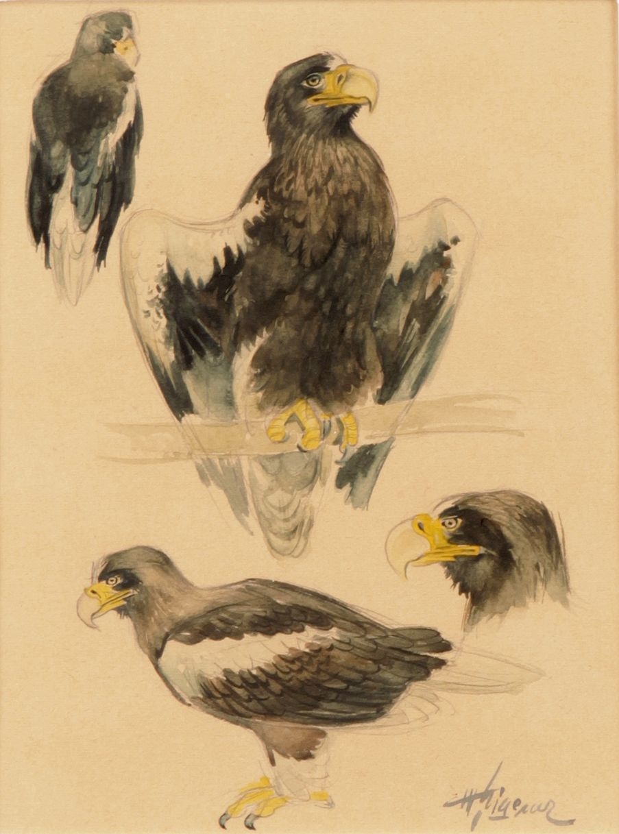 Wilhelm Eigener | Verschiedene Ansichten eines Adlers | MutualArt