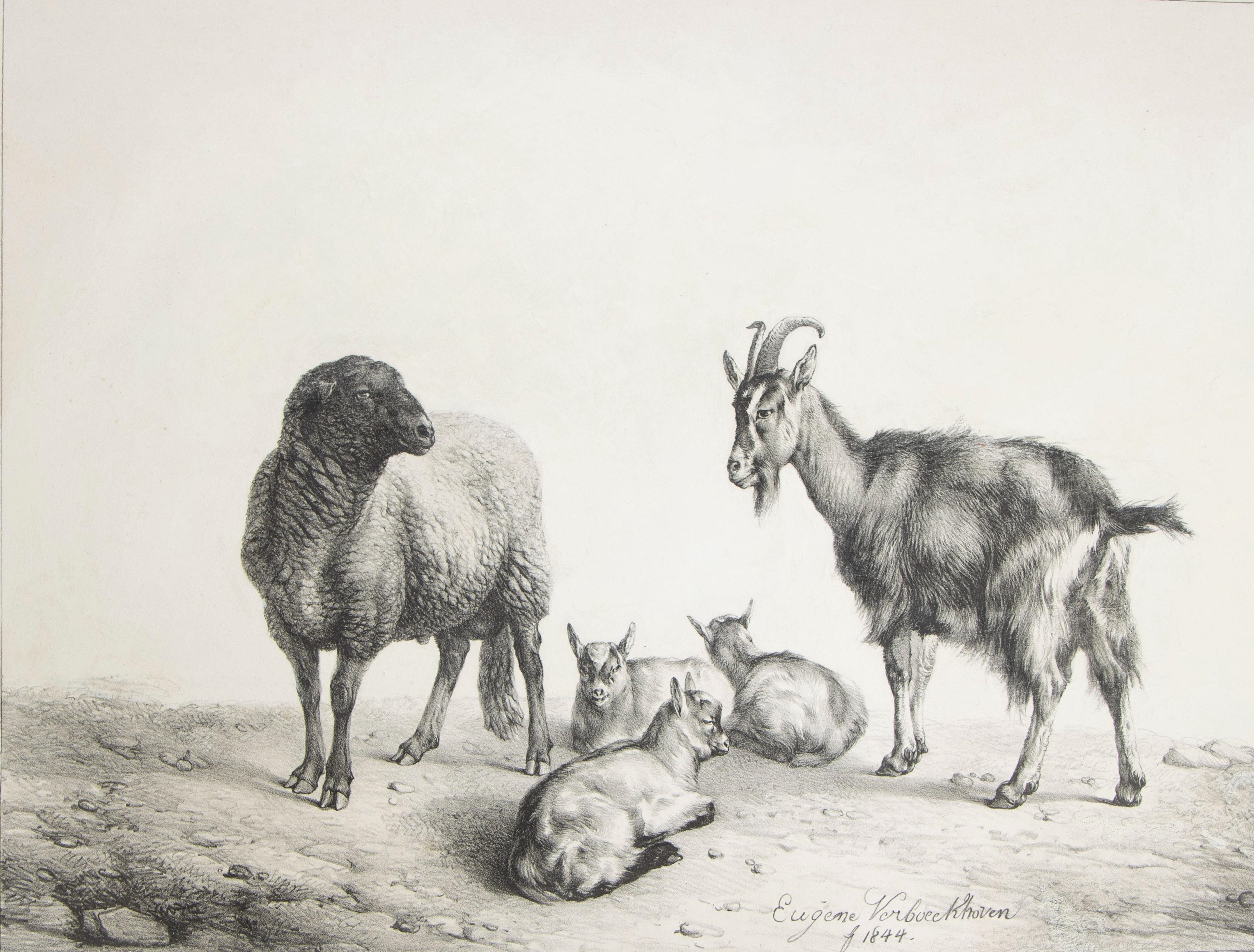 Goat Pencil Drawing