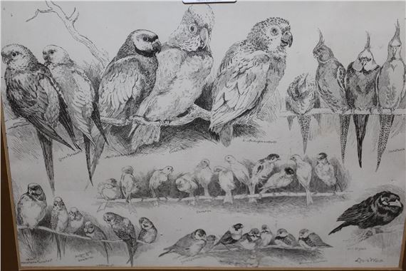 Louis Wain | Black and white print from the Illustrated London News ...