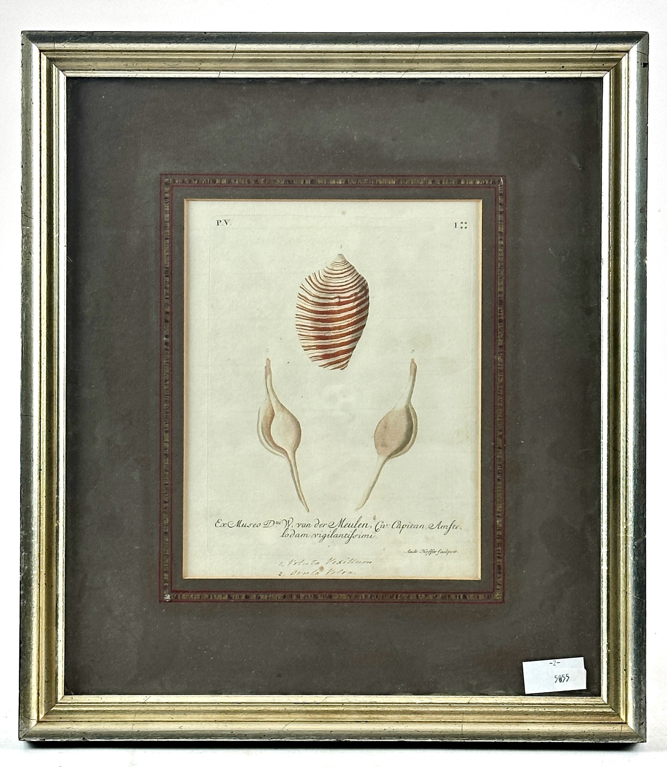 George Wolfgang Knorr | George Wolfgang Knorr Seashell Engravings ...