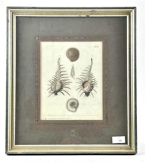 George Wolfgang Knorr | George Wolfgang Knorr Seashell Engravings ...