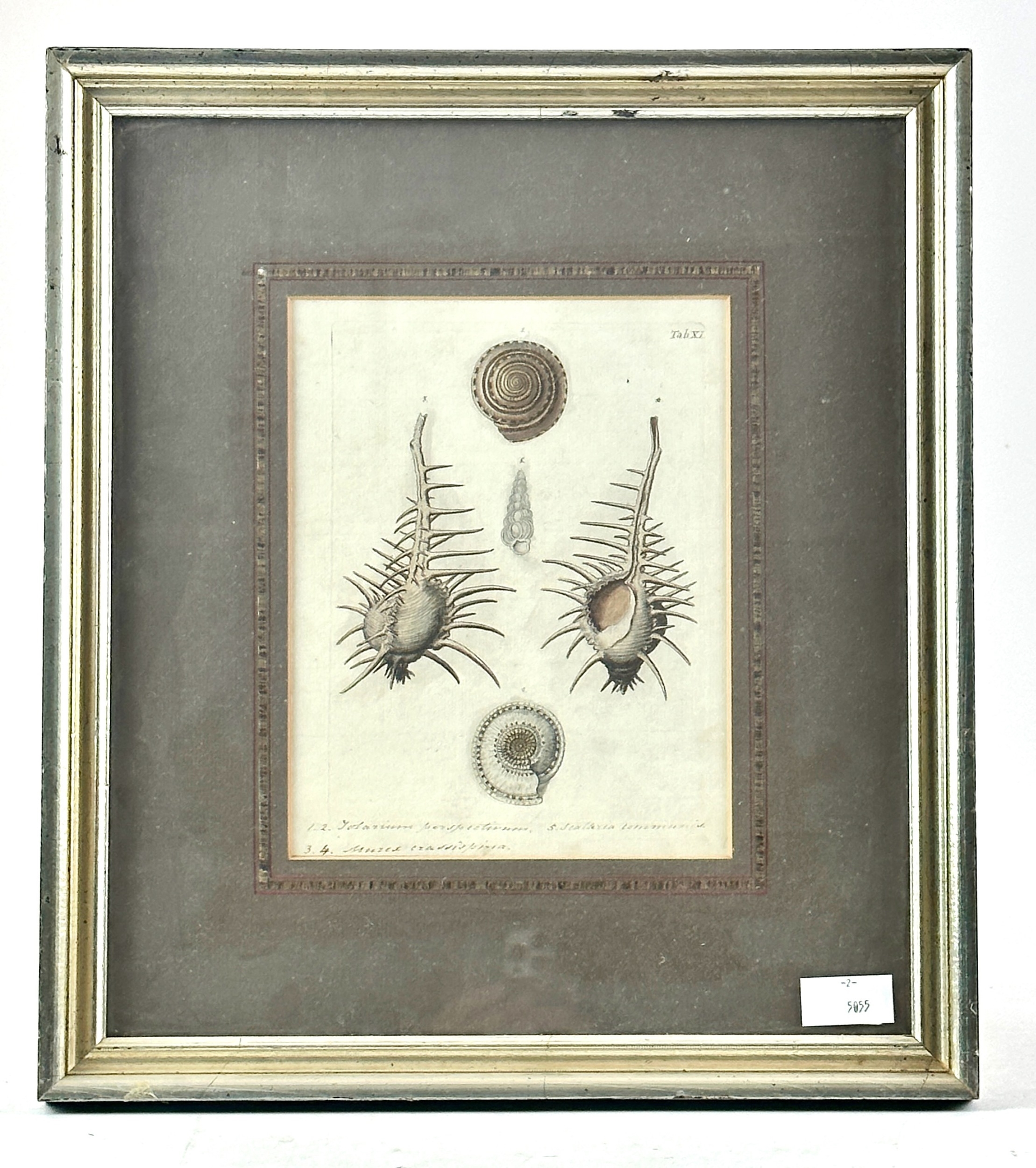 George Wolfgang Knorr | George Wolfgang Knorr Seashell Engravings ...