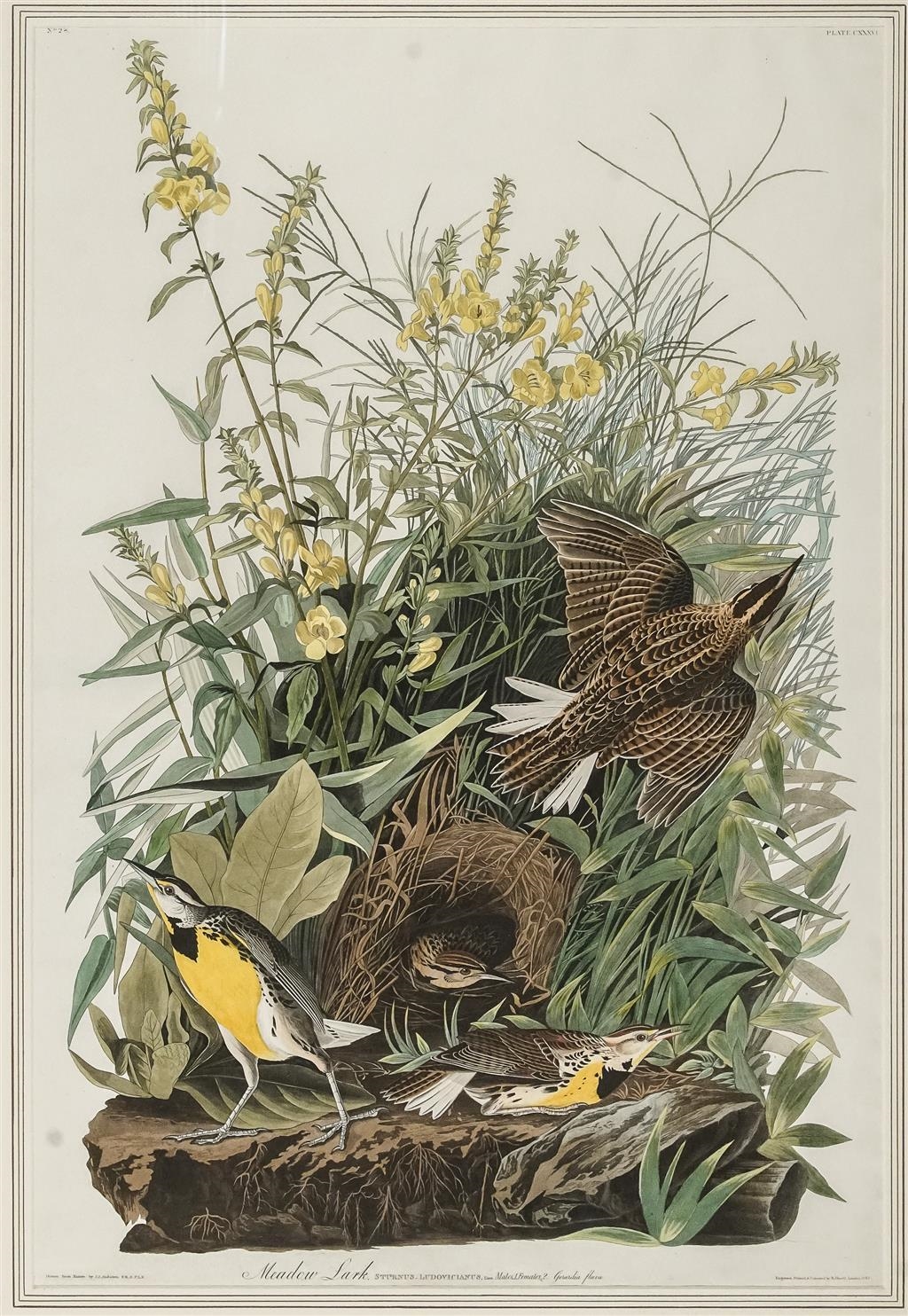 John James Audubon | Meadow Lark (1836) | MutualArt