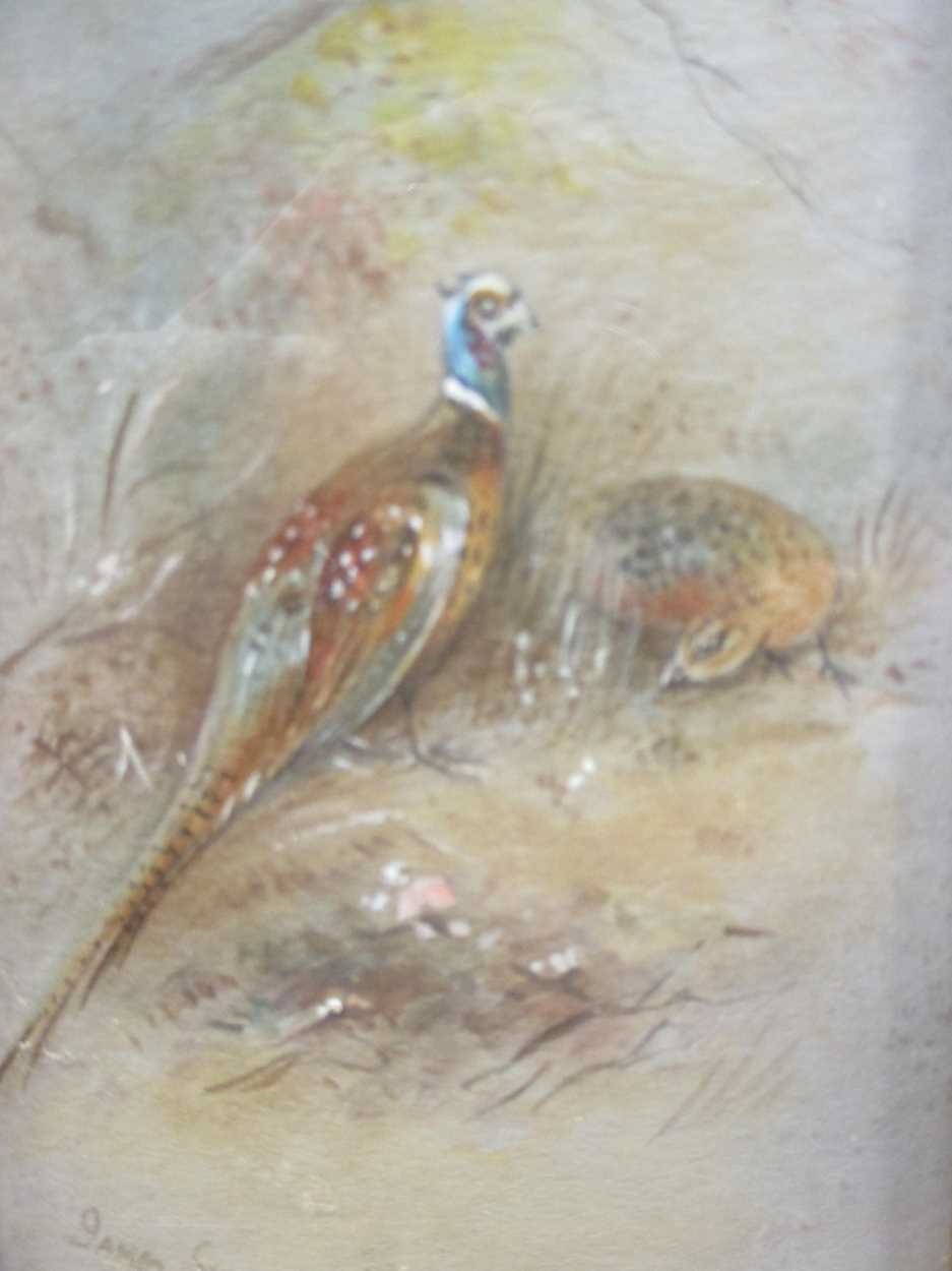 James Stinton | Pheasant studies | MutualArt
