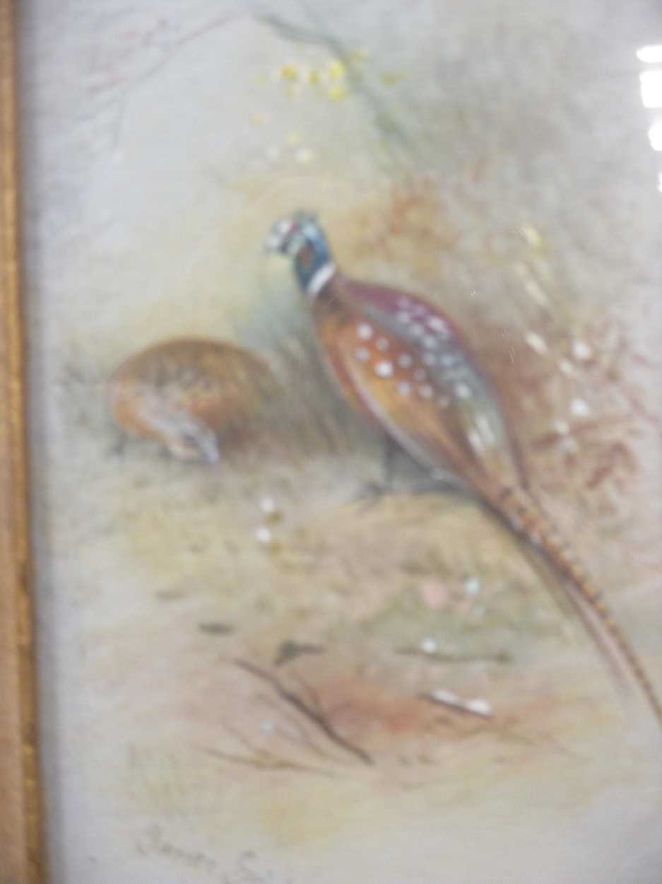 James Stinton | Pheasant studies | MutualArt