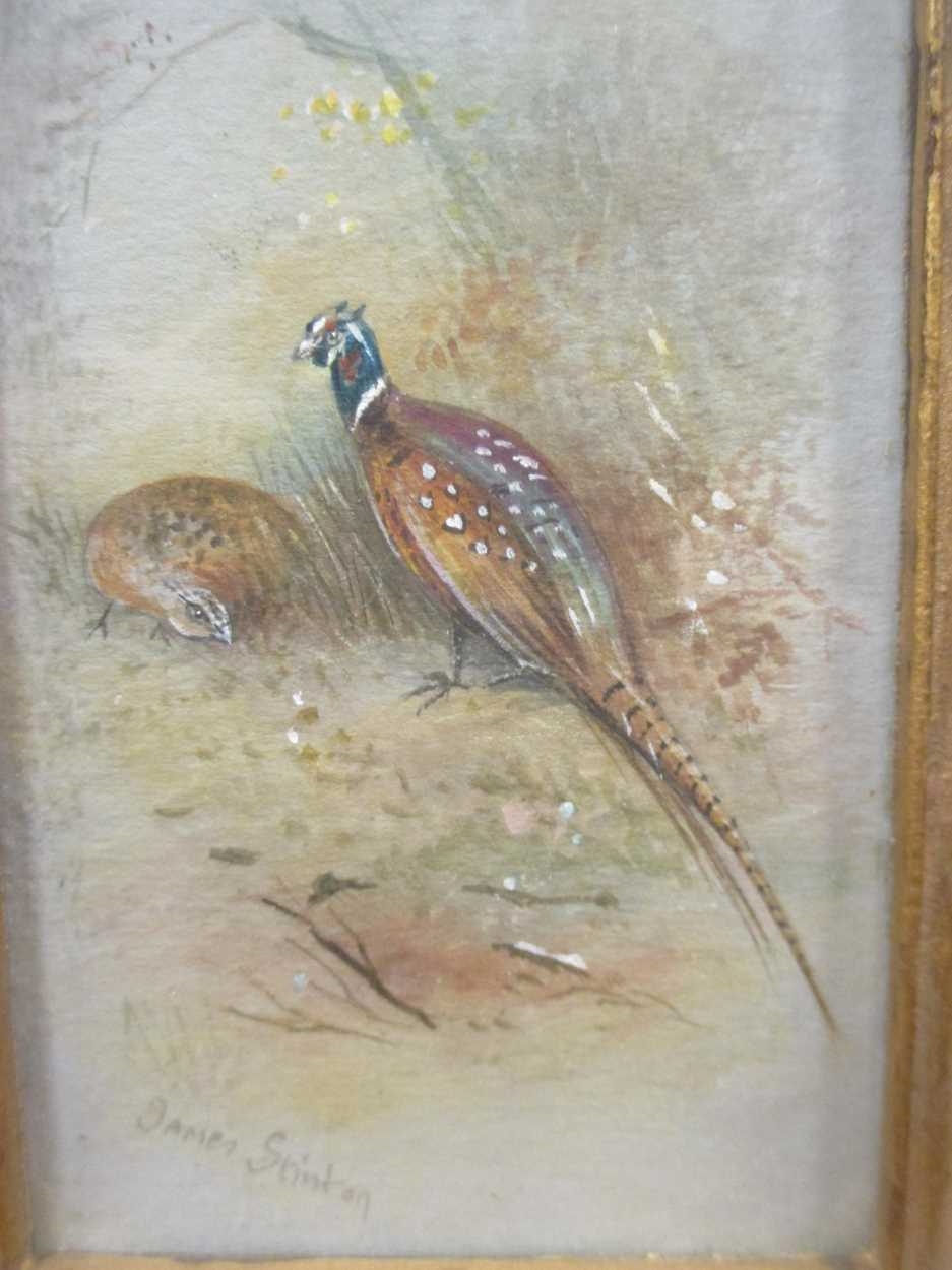 James Stinton | Pheasant studies | MutualArt