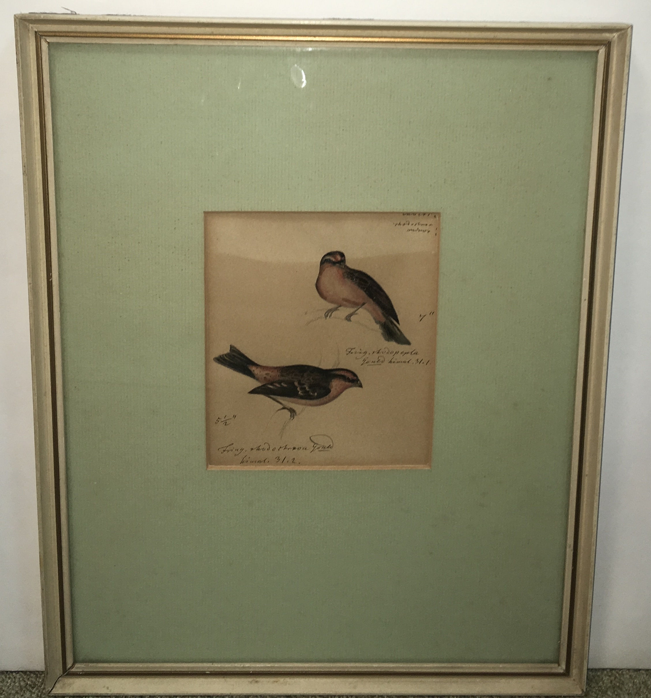 Heinrich G. L. Reichenbach | Heinrich Gottlieb Ludwig Reichenbach ...