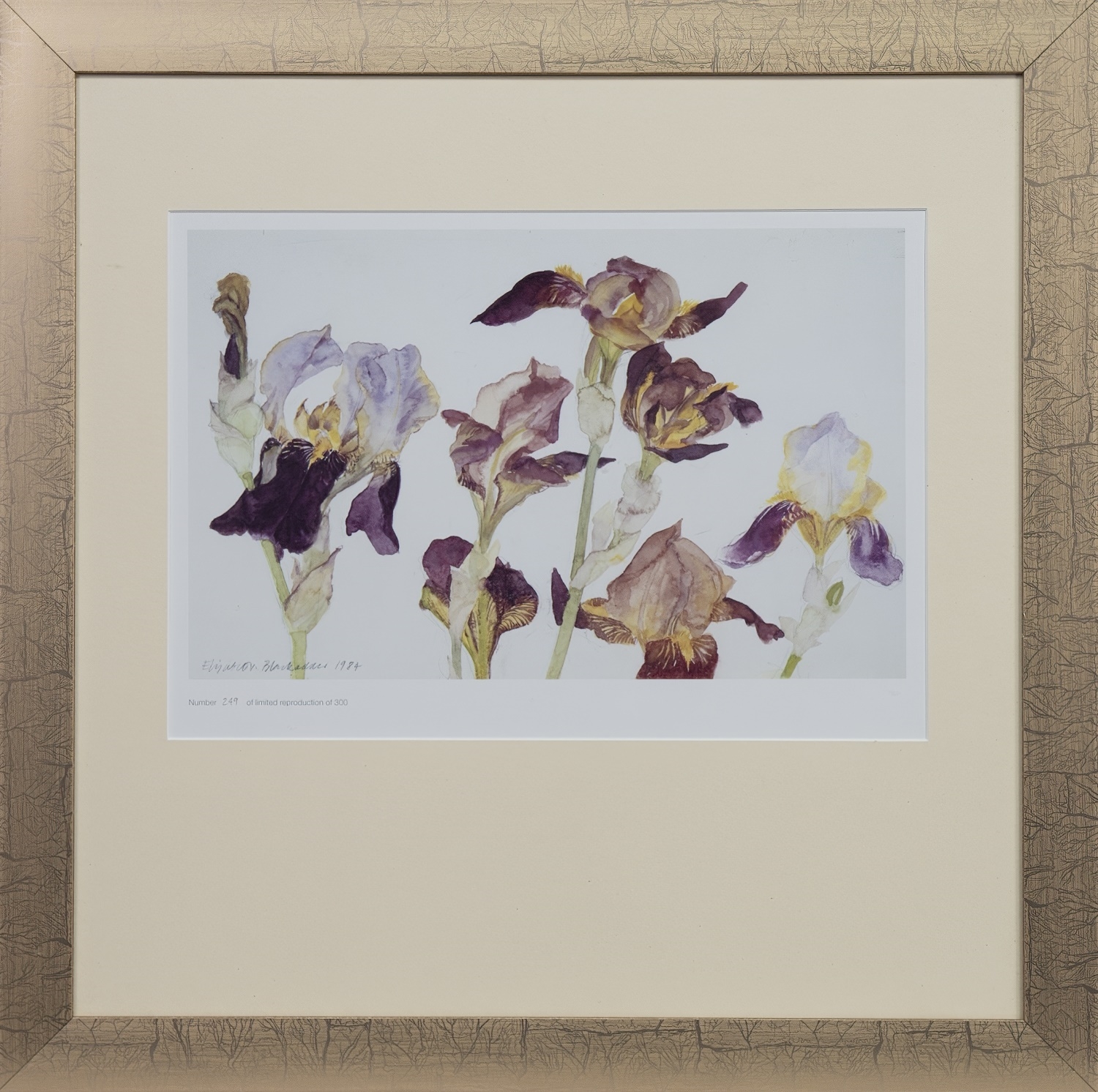Elizabeth Blackadder | IRIS | MutualArt